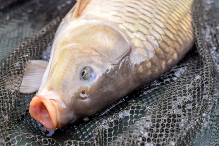 Krapi se prebujajo - V sožitju z naravo