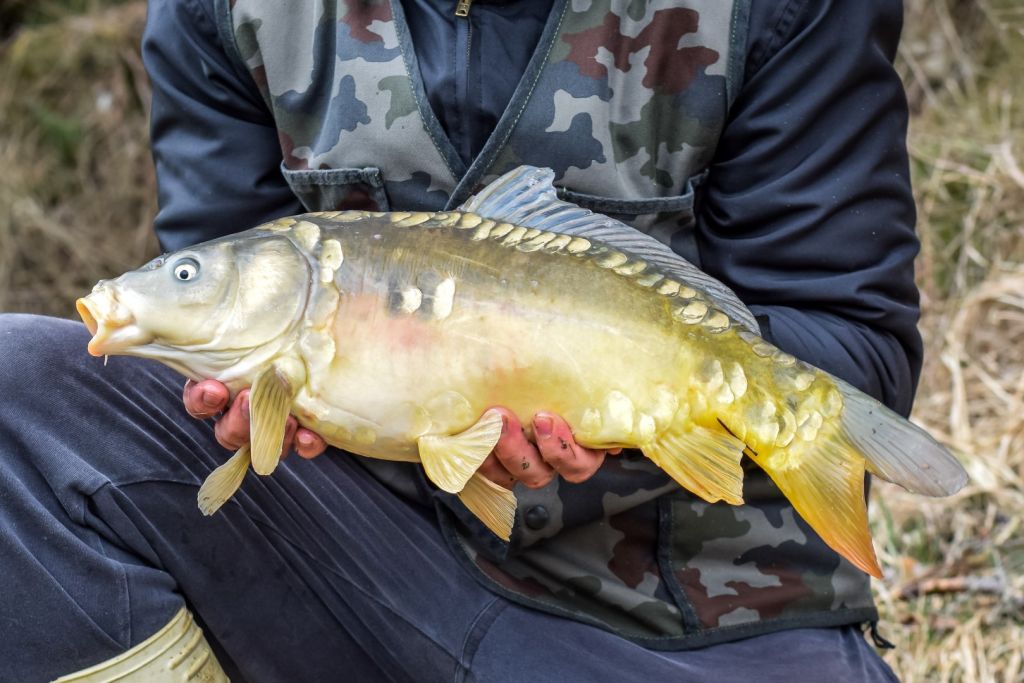 Krapi se prebujajo - V sožitju z naravo