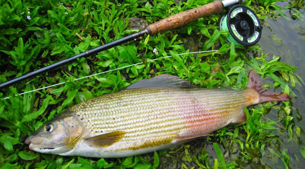 Gremo na lipane! - V sožitju z naravo