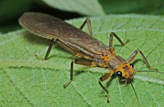 plecoptera - V sožitju z naravo