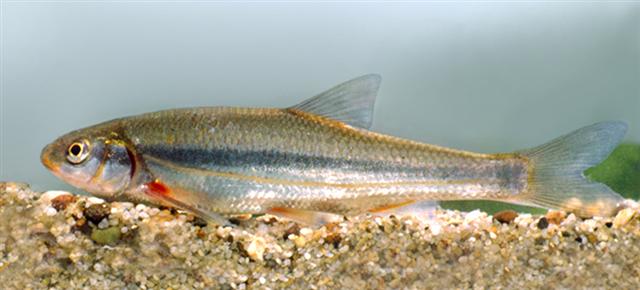 Poznate domorodne in tujerodne ribe pri nas? - V sožitju z naravo