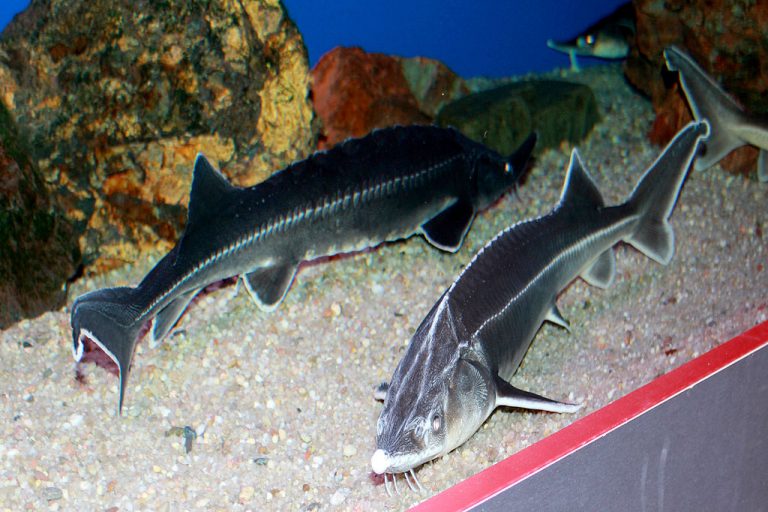 Poznate domorodne in tujerodne ribe pri nas? - V sožitju z naravo