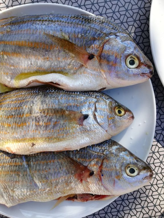 Salpe na žaru - V sožitju z naravo