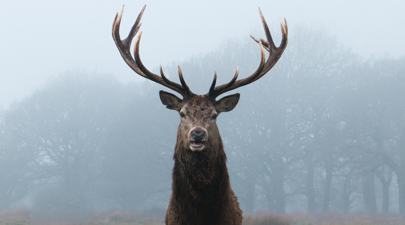 Populacija navadnega jelena v Sloveniji - V sožitju z naravo